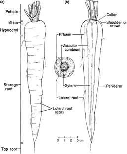 Images from Carrots and Related Vegetable Umbelliferae